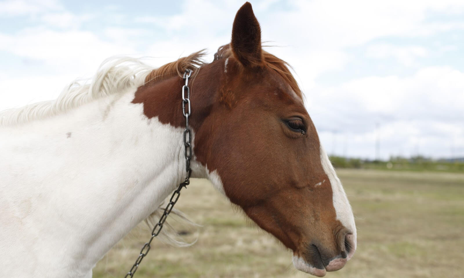 RSPCA highlights concerns for horses kept tethered