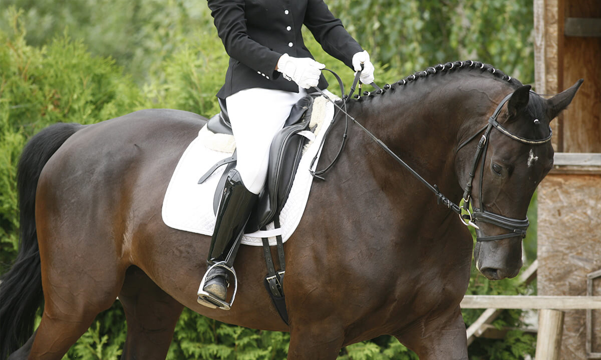 Tips To Improve Your Dressage Score Tips To Improve Your Dressage Score
