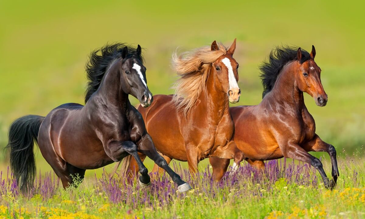 About Horses